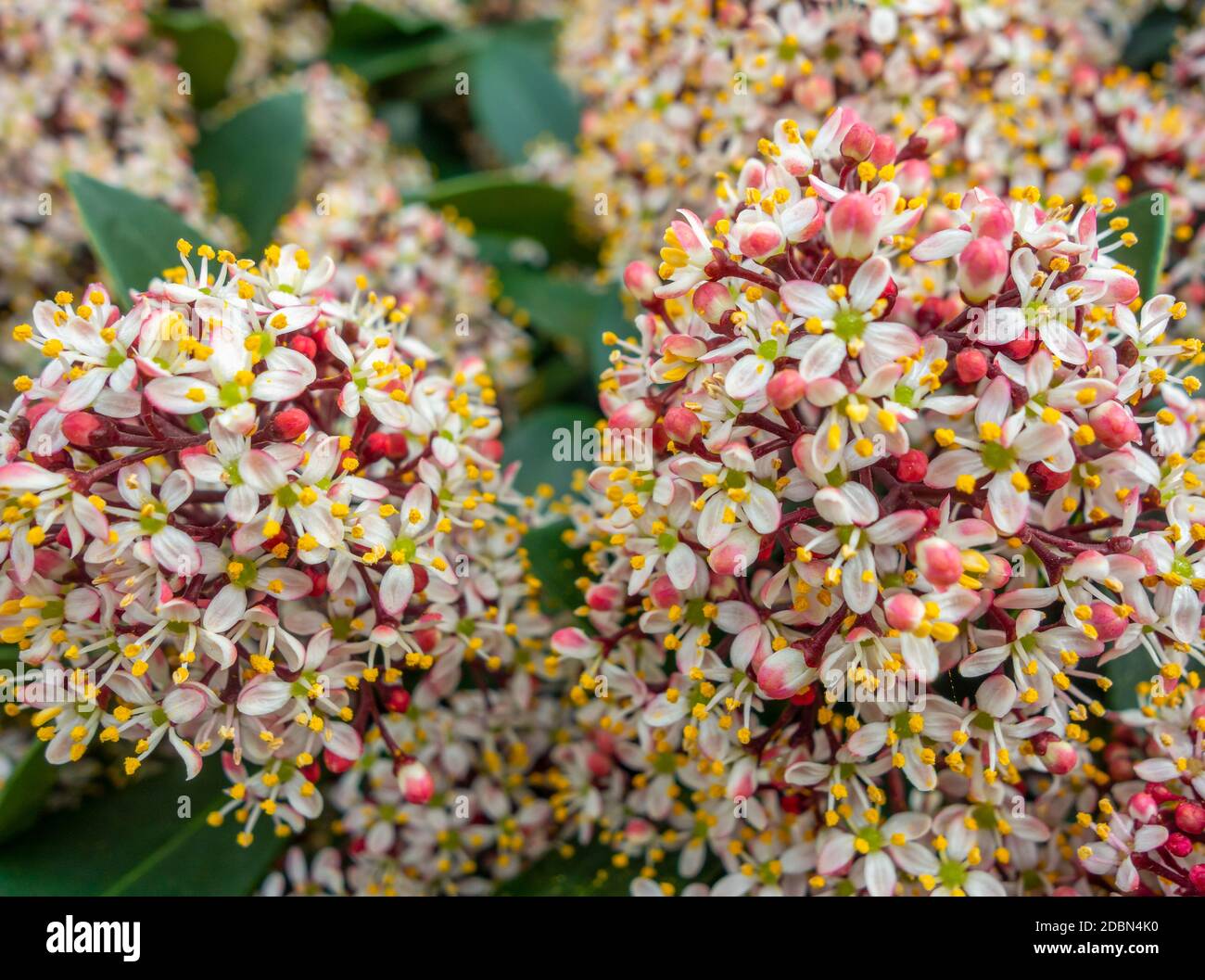 Dense umbels hi-res stock photography and images - Alamy