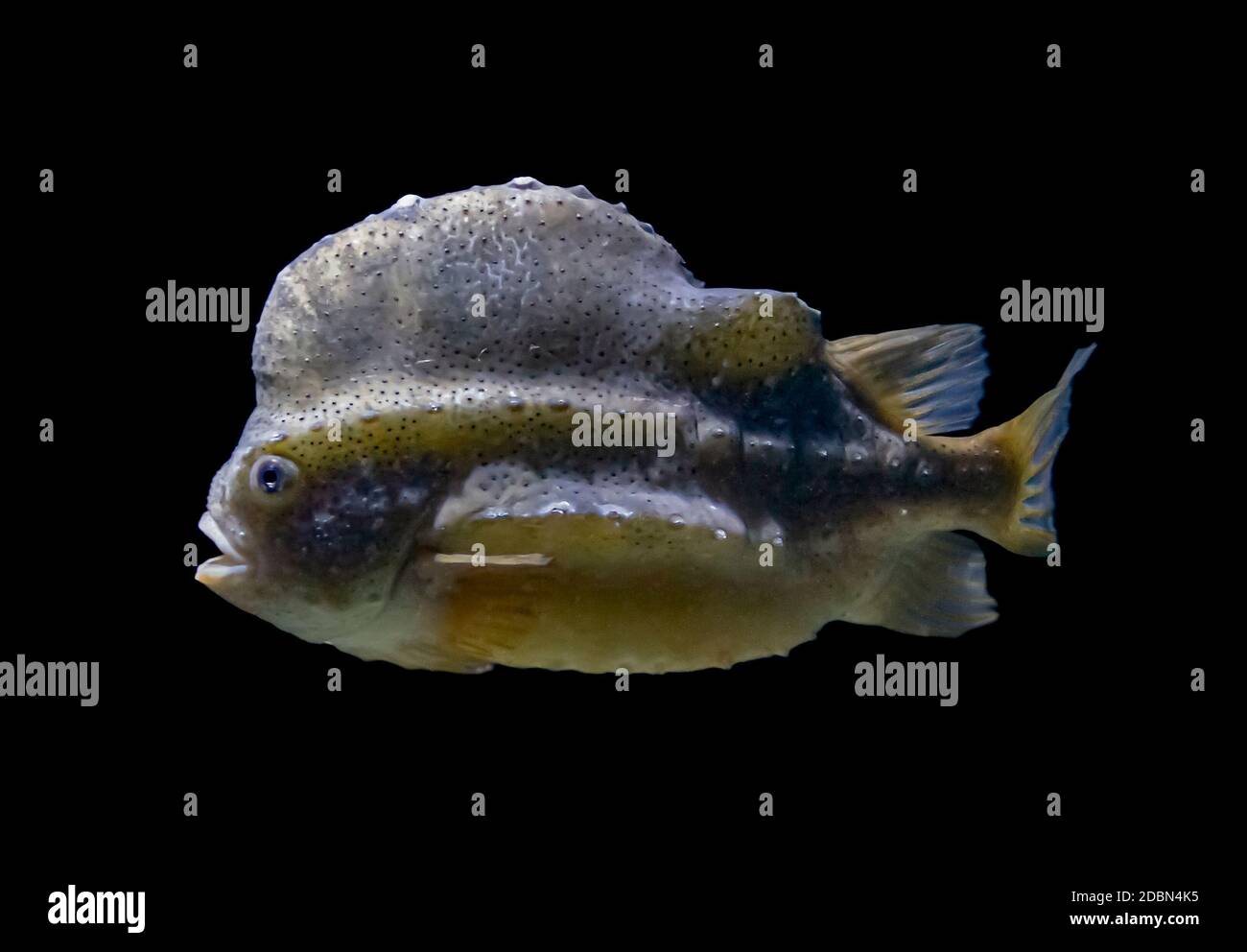 underwater scenery showing a marine fish with a huge hump in black back ...