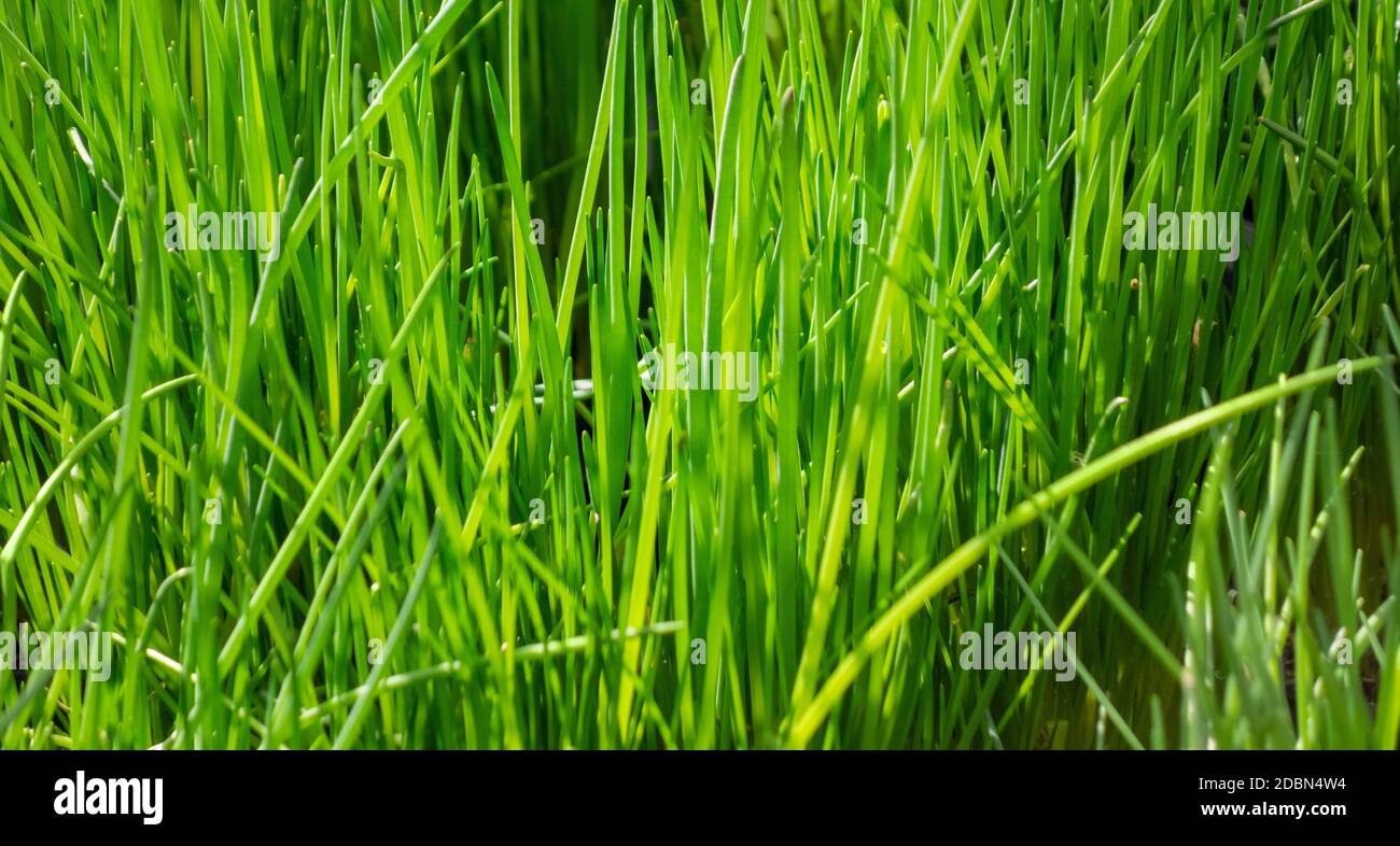 sunny illuminated full frame chives closeup shot Stock Photo - Alamy