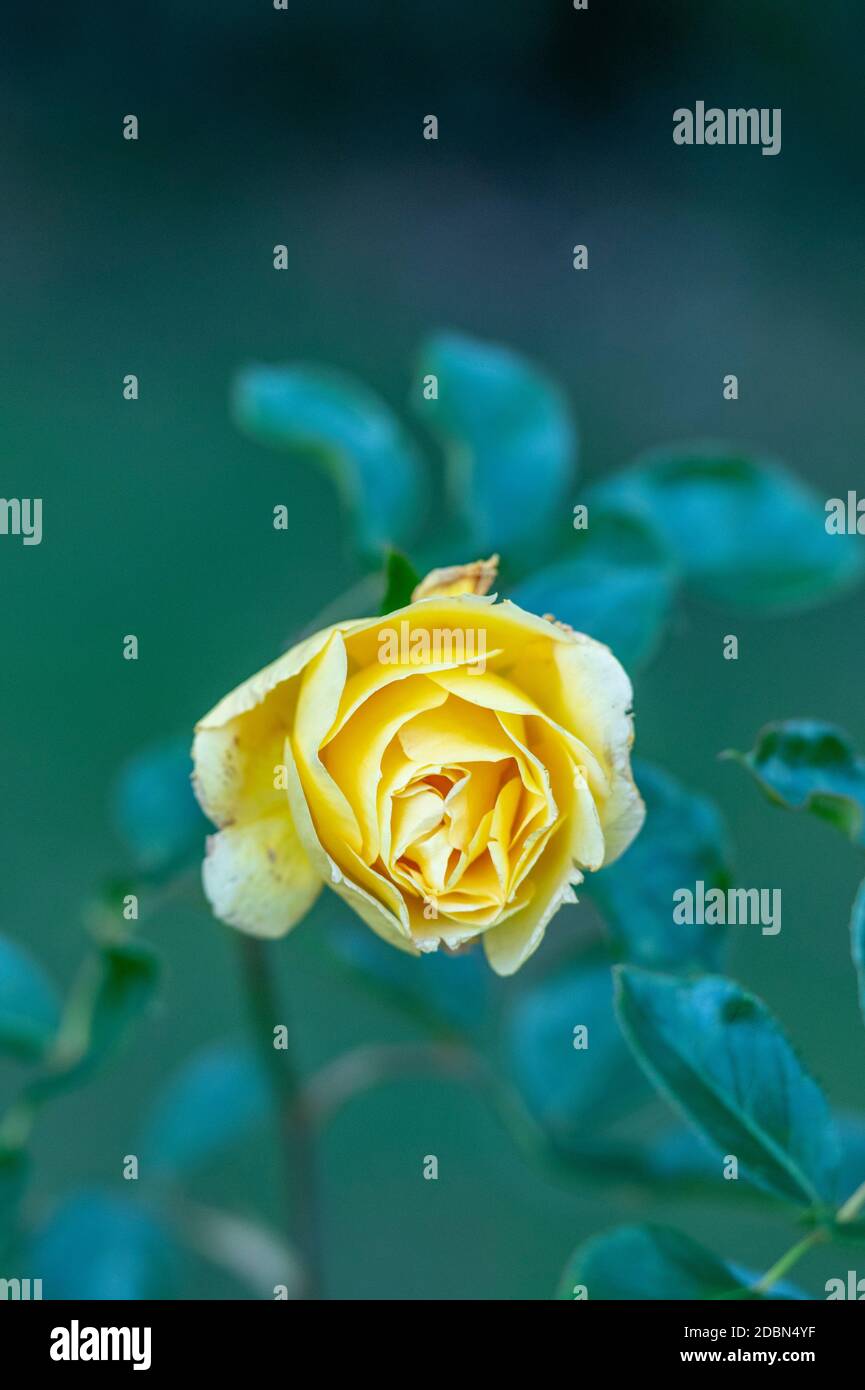 Delicate foliage displays hi-res stock photography and images - Alamy