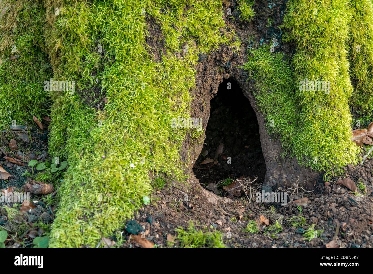 closeup shot showing the entrance of a hollow tree Stock Photo - Alamy
