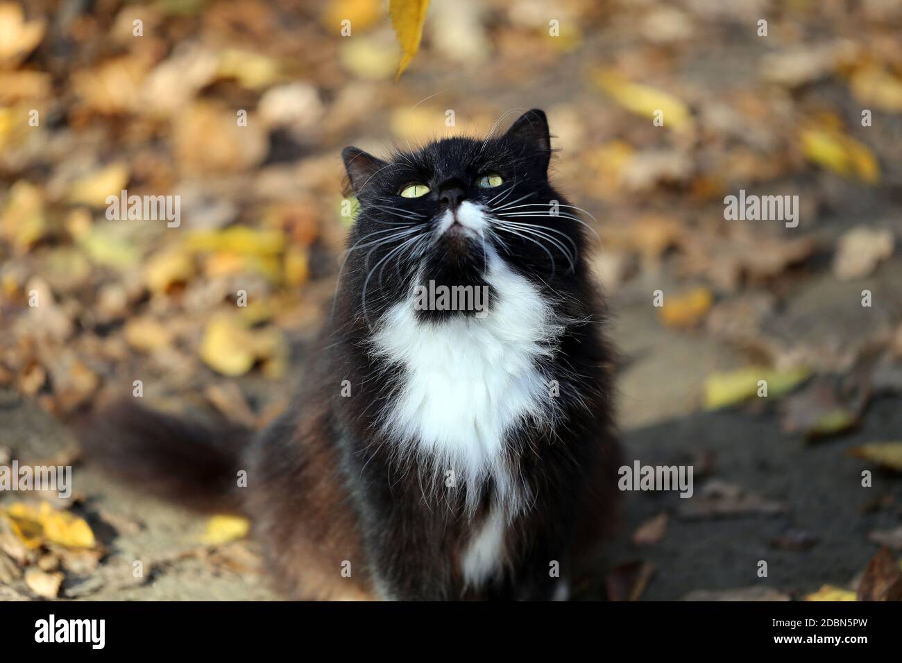 Wild cats in the forest hi-res stock photography and images - Alamy