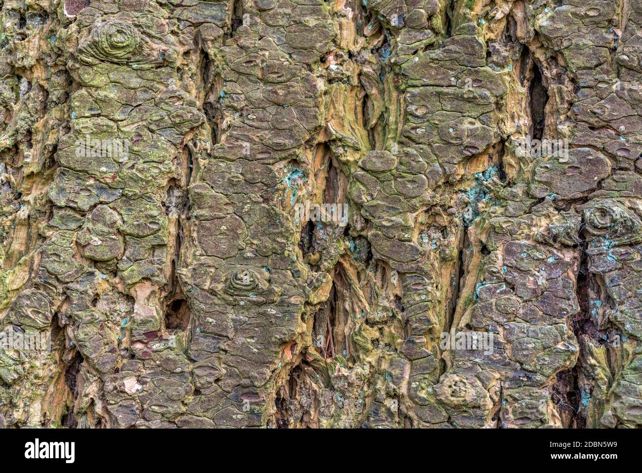 full frame abstract bark closeup Stock Photo - Alamy