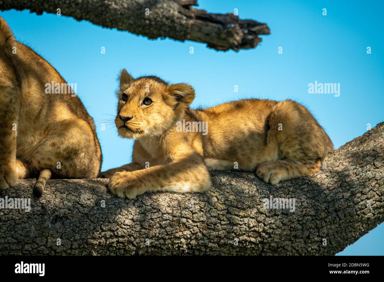 Lion cub lying on branch looking up Stock Photo - Alamy