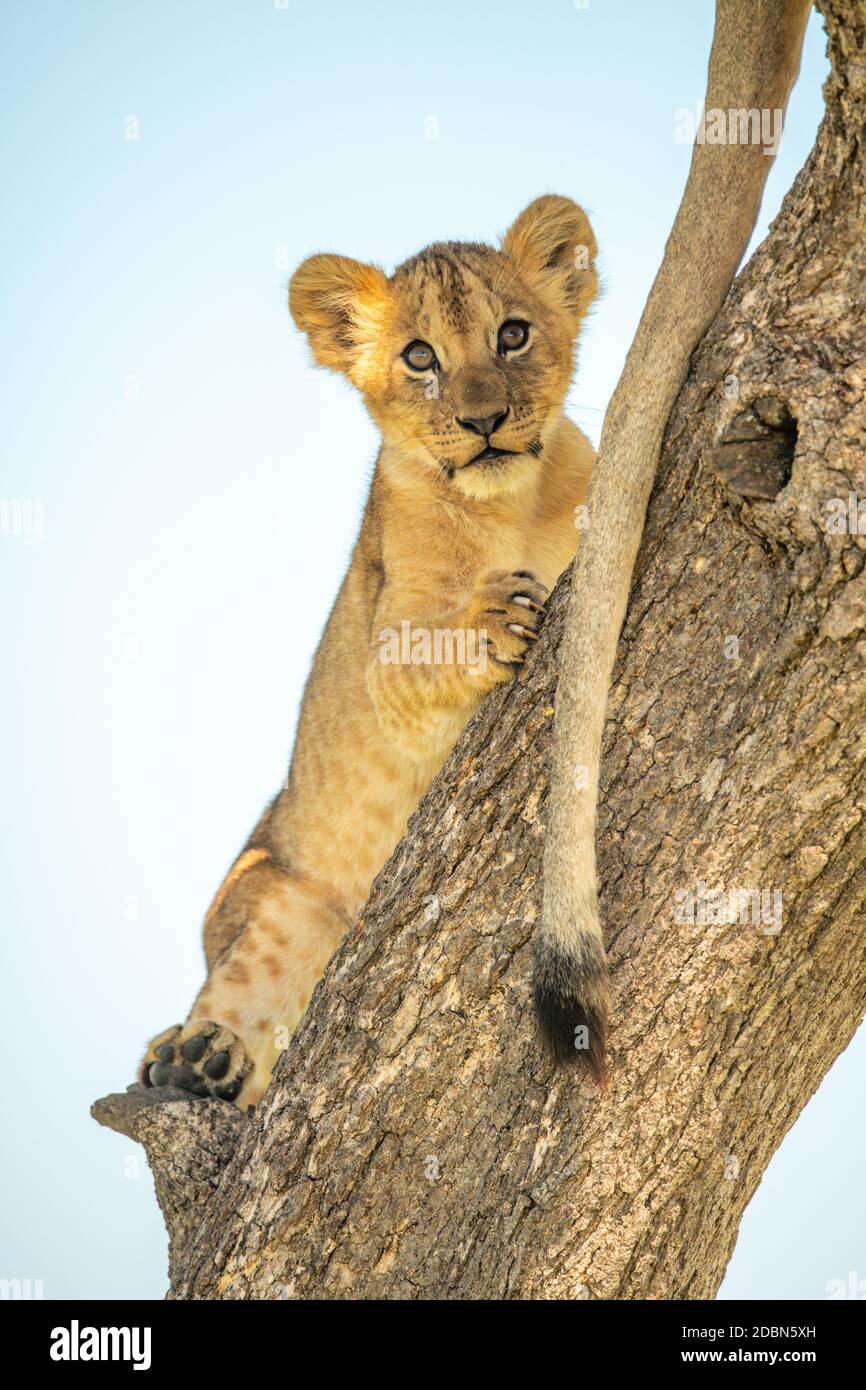 Lion cub lies on tree by tail Stock Photo - Alamy