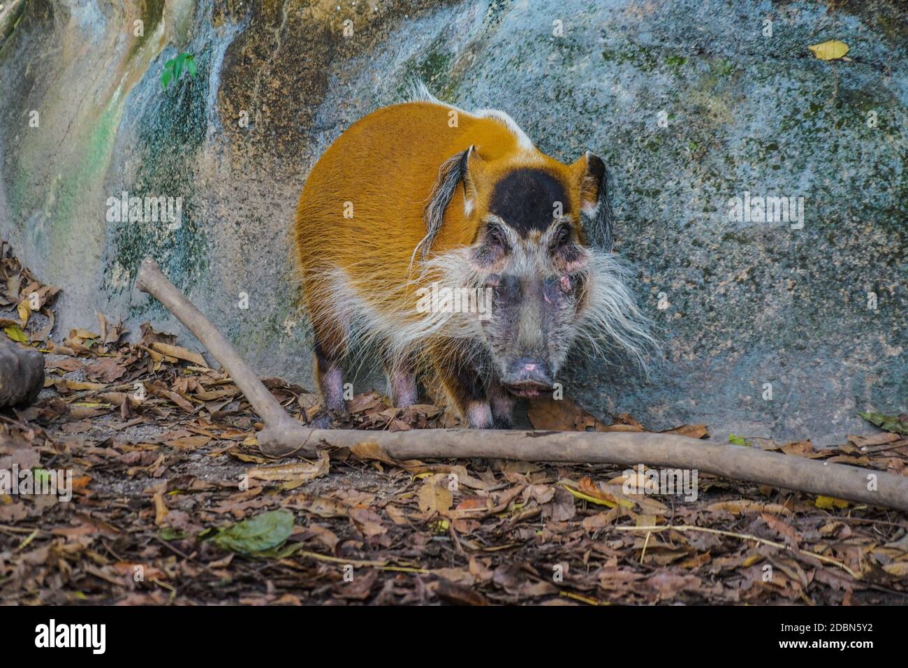 Image of the wild Red River wild boar. Shooting Location: Singapore ...