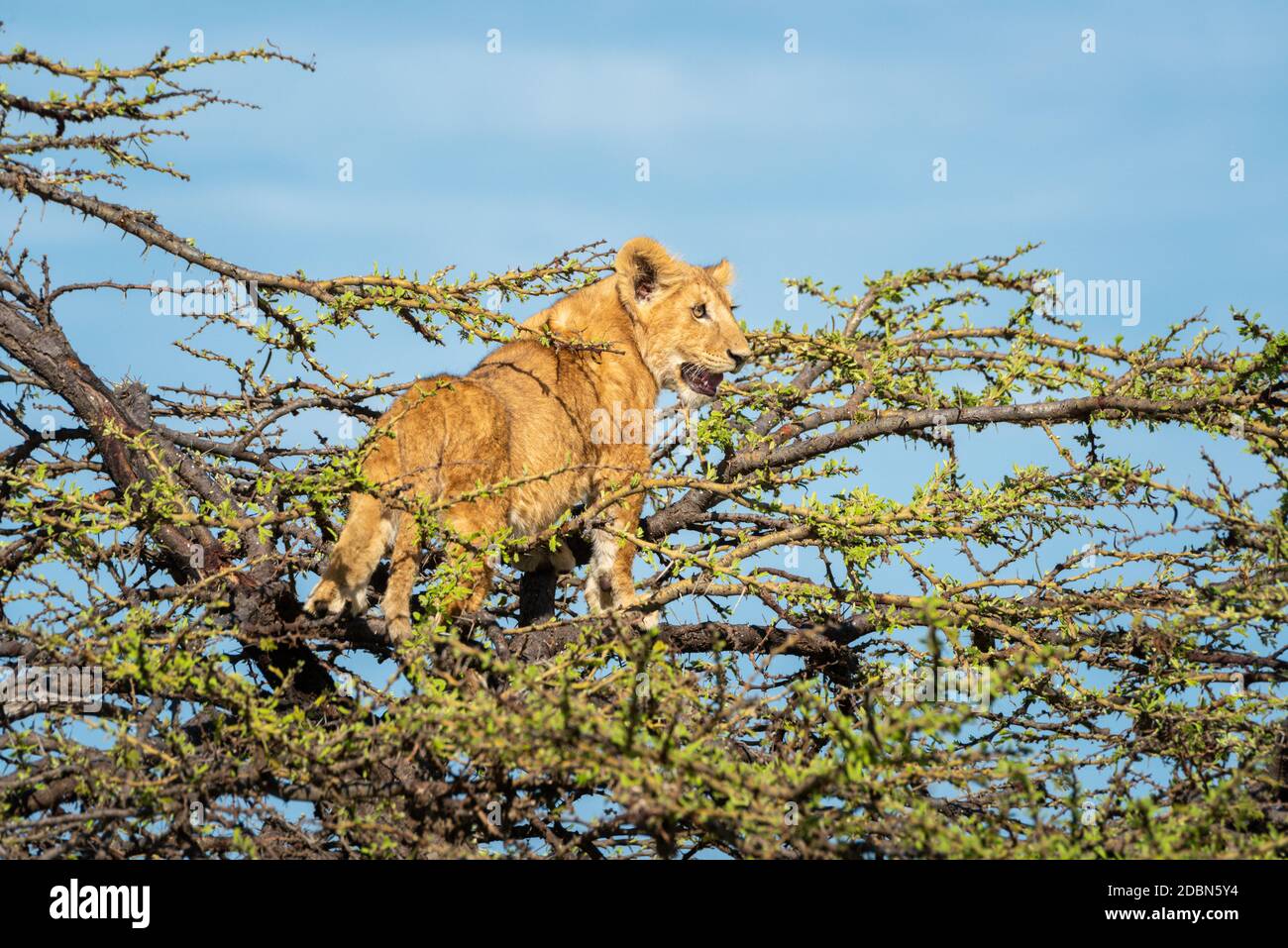 Lion cub stands in tree looking right Stock Photo - Alamy