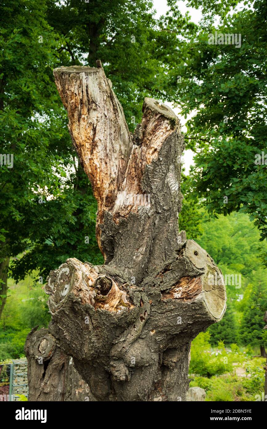 Dead tree stump trunk against green young trees. Perseverance and ...