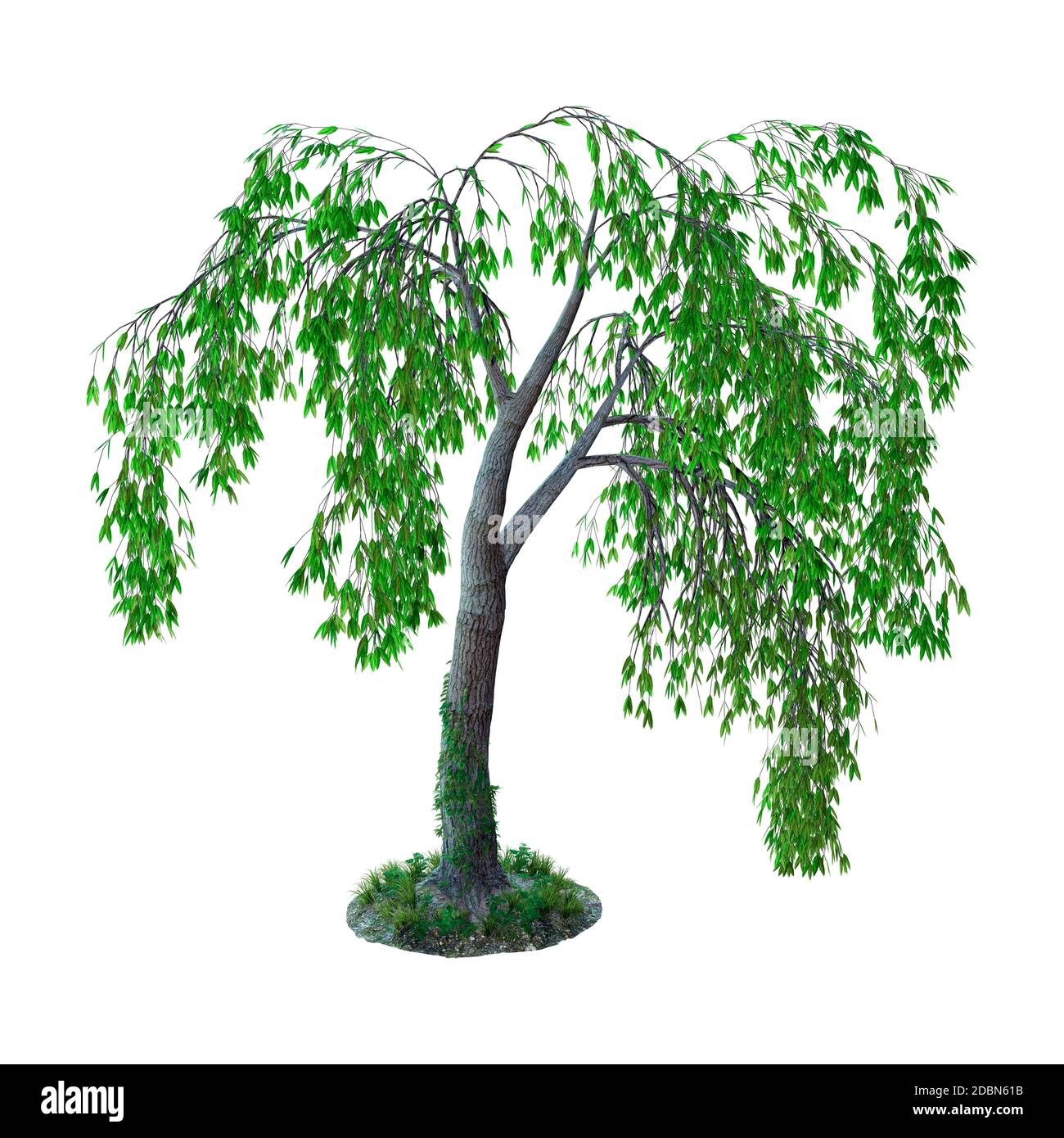 3D rendering of a green willow tree or sallow or osier isolated on ...