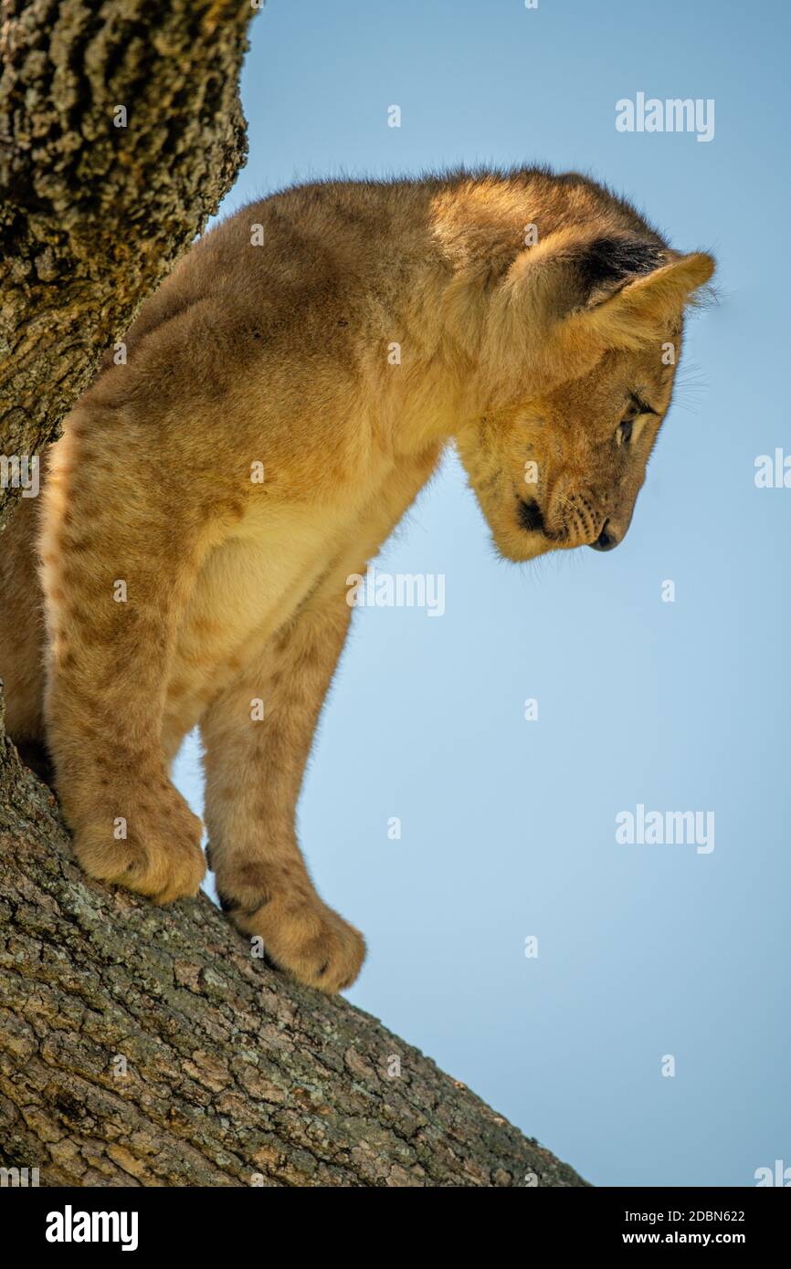 Lion cub sits on branch looking down Stock Photo - Alamy