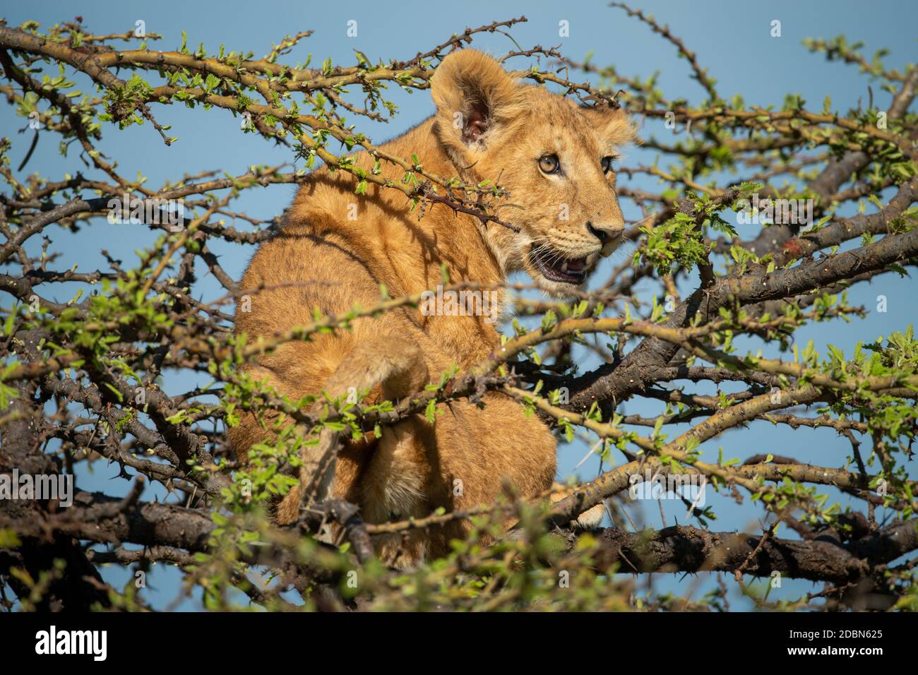 Lion cub sits in tree looking right Stock Photo - Alamy