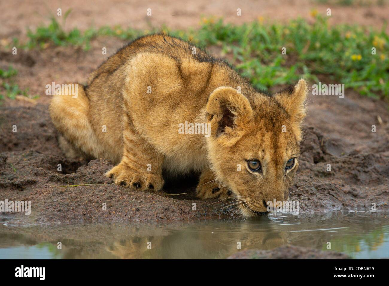 Lion cub lies drinking at water hole Stock Photo - Alamy