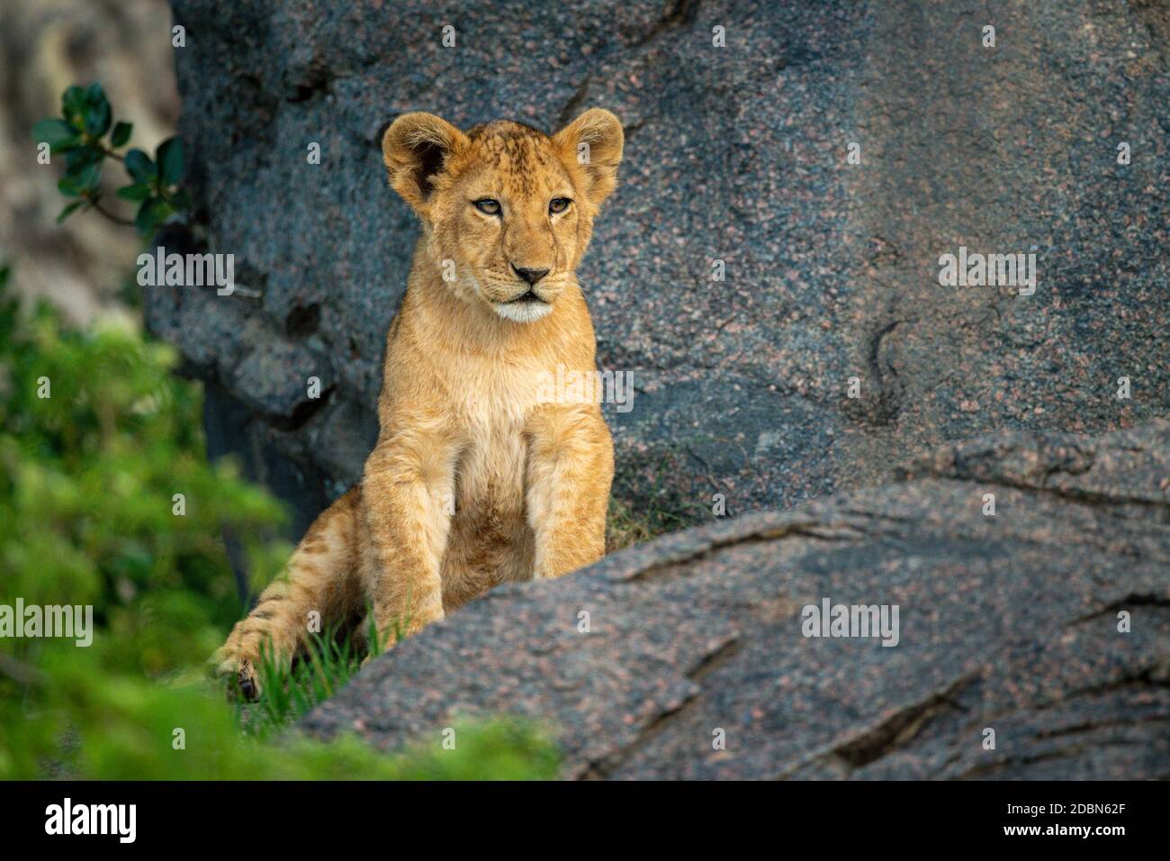 Kopje animals hi-res stock photography and images - Alamy