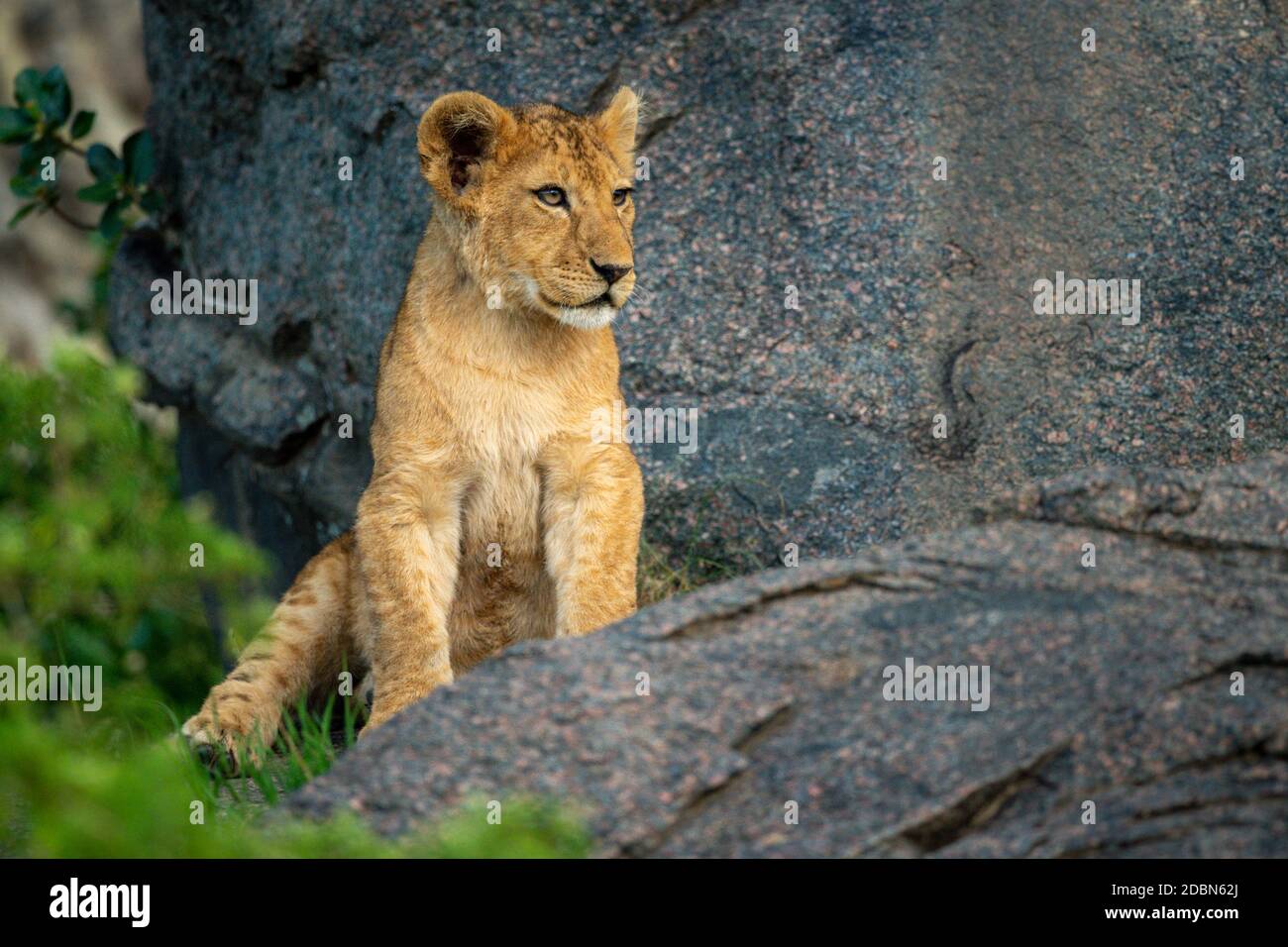 Lion cub sitting on rock looking right Stock Photo - Alamy