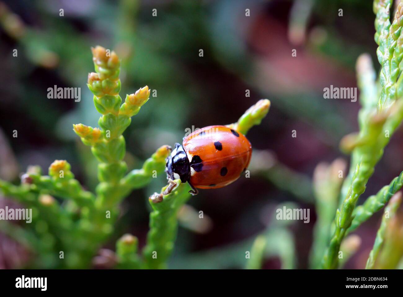 a close-up of a ladybug sitting on a plant Stock Photo - Alamy