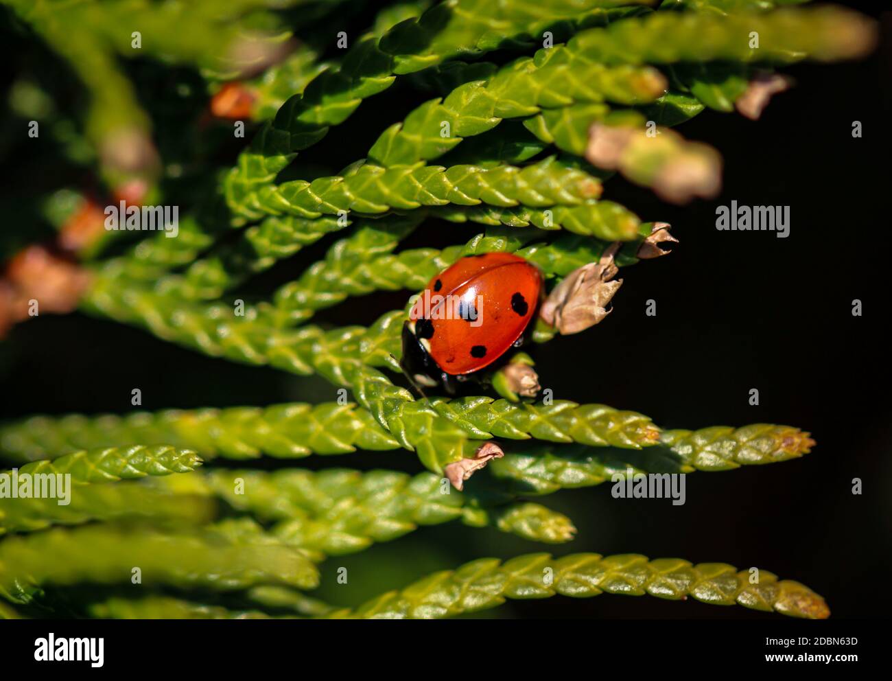 a close-up of a ladybug sitting on a plant Stock Photo - Alamy