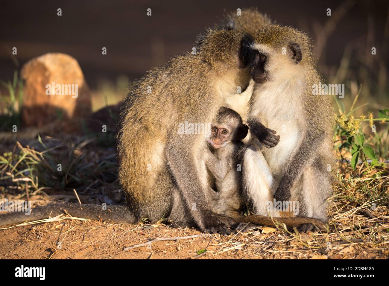 Three monkeys with one baby sit together Stock Photo - Alamy