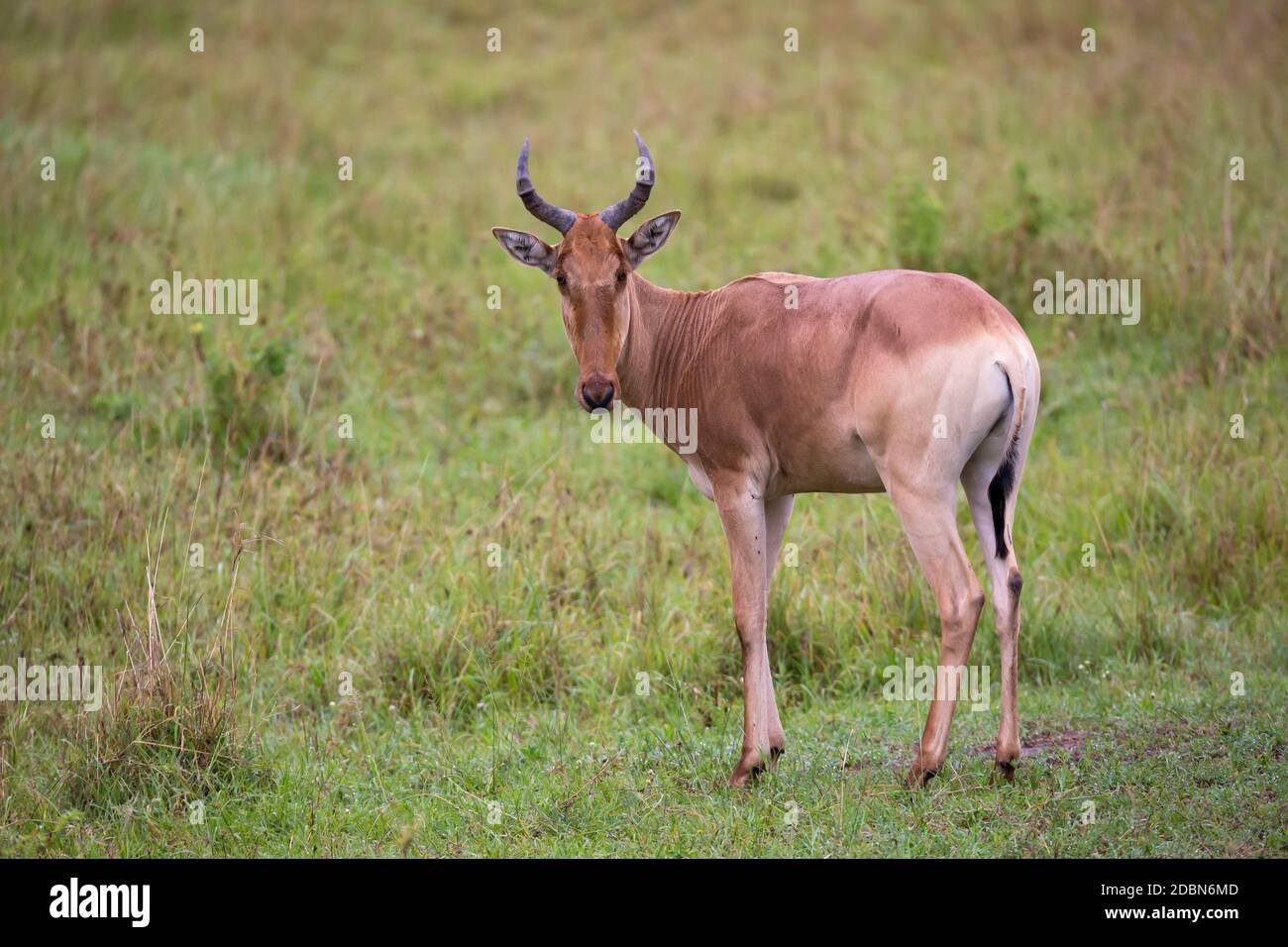 A Topi antelope in the grassland of Kenya's savannah Stock Photo - Alamy