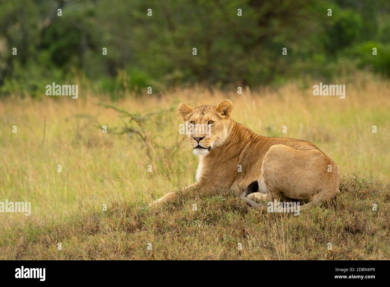 Left facing lion hi-res stock photography and images - Alamy