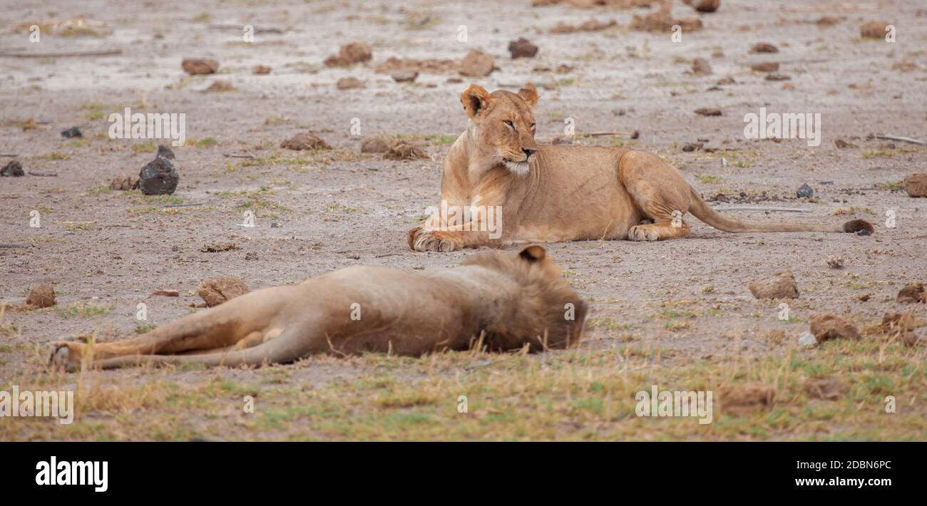 Two lions in the savannah of Kenya, safari Stock Photo - Alamy