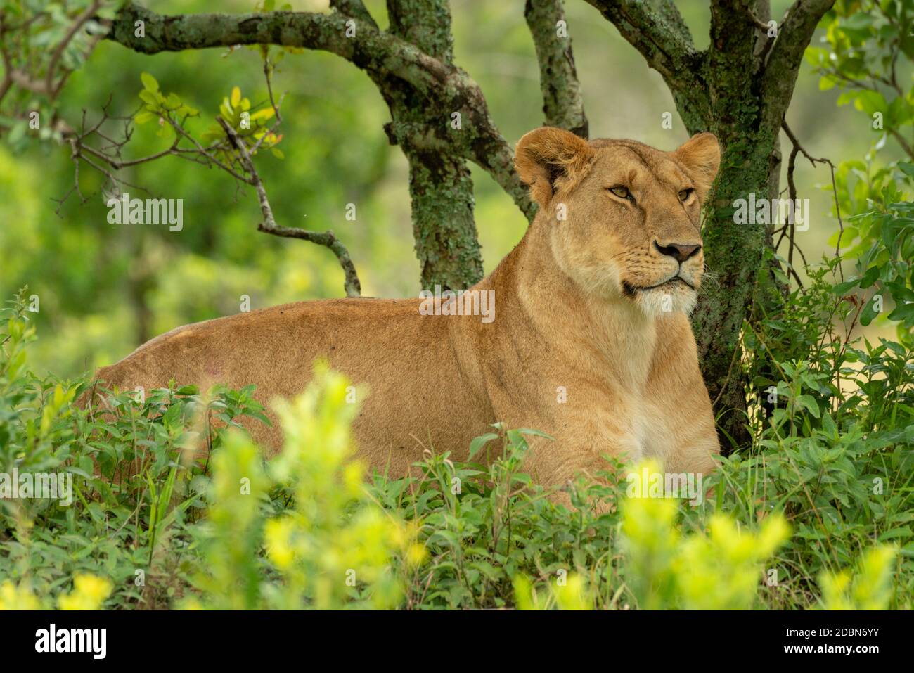 Lioness lies under tree in dense undergrowth Stock Photo - Alamy