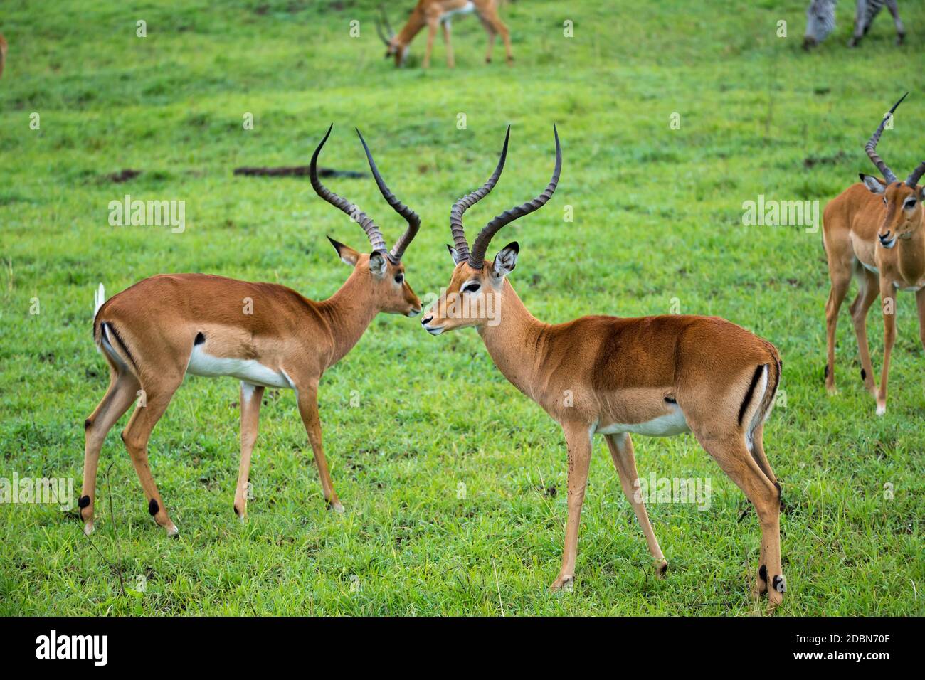 Impala rutting hi-res stock photography and images - Alamy