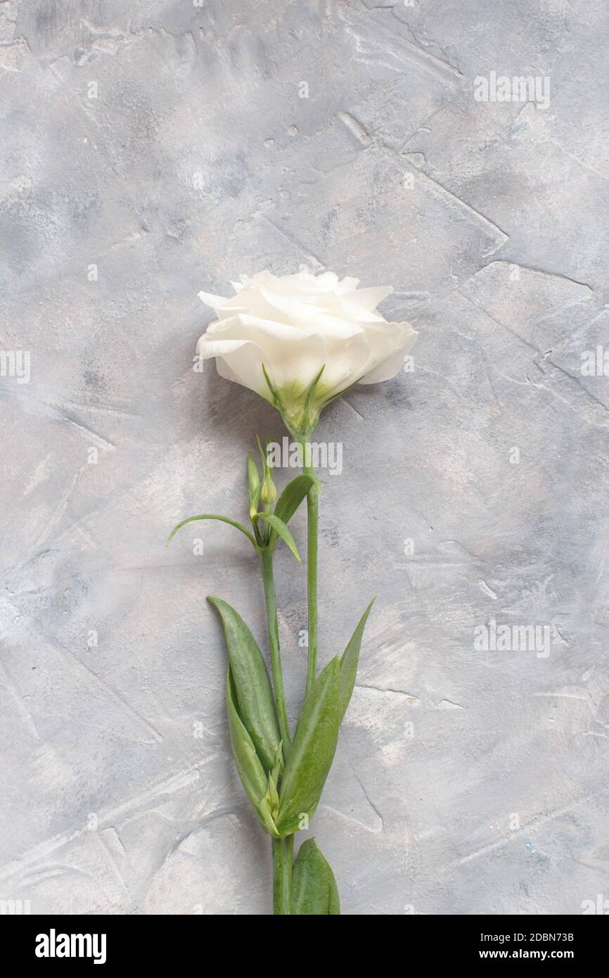 White rose on a grey background top view Stock Photo - Alamy