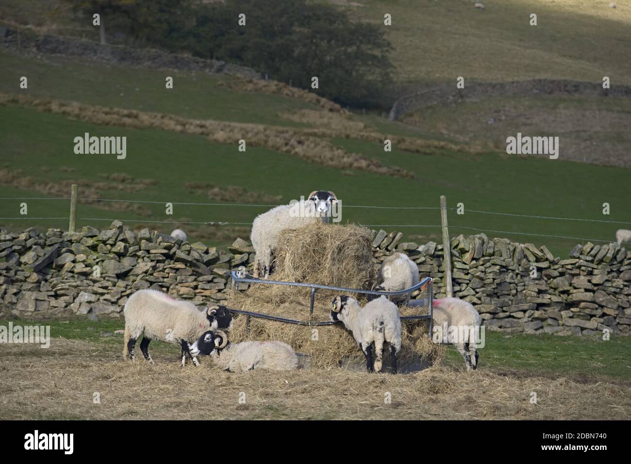 sheep clamber about on this hay stack feeder, with one at the top ...