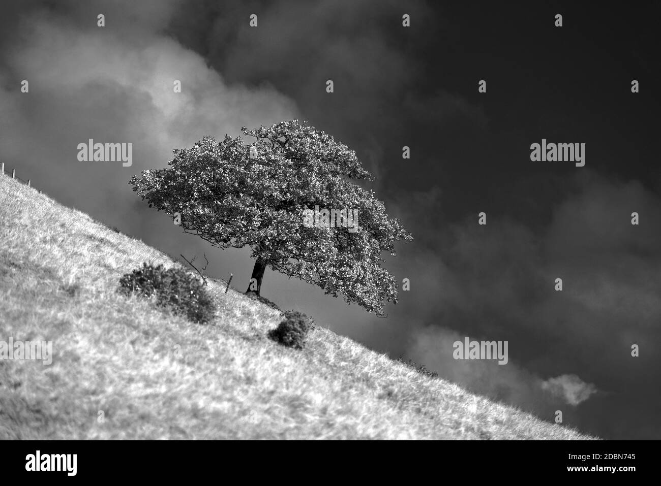 This photo was not taken wonky, as the reason the tree slopes with the ...