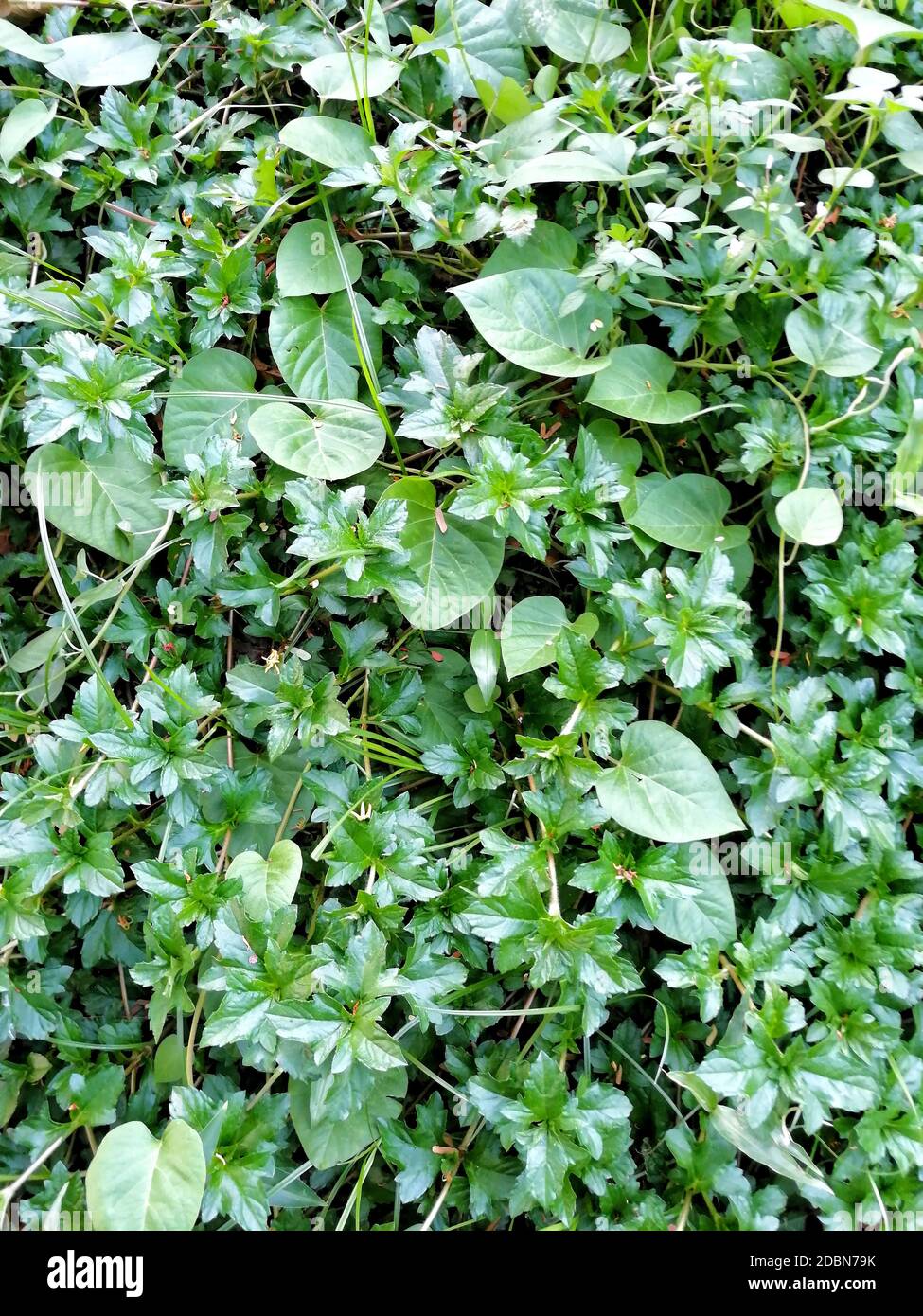 Natural green plants and bushes, leaves texture and background Stock ...