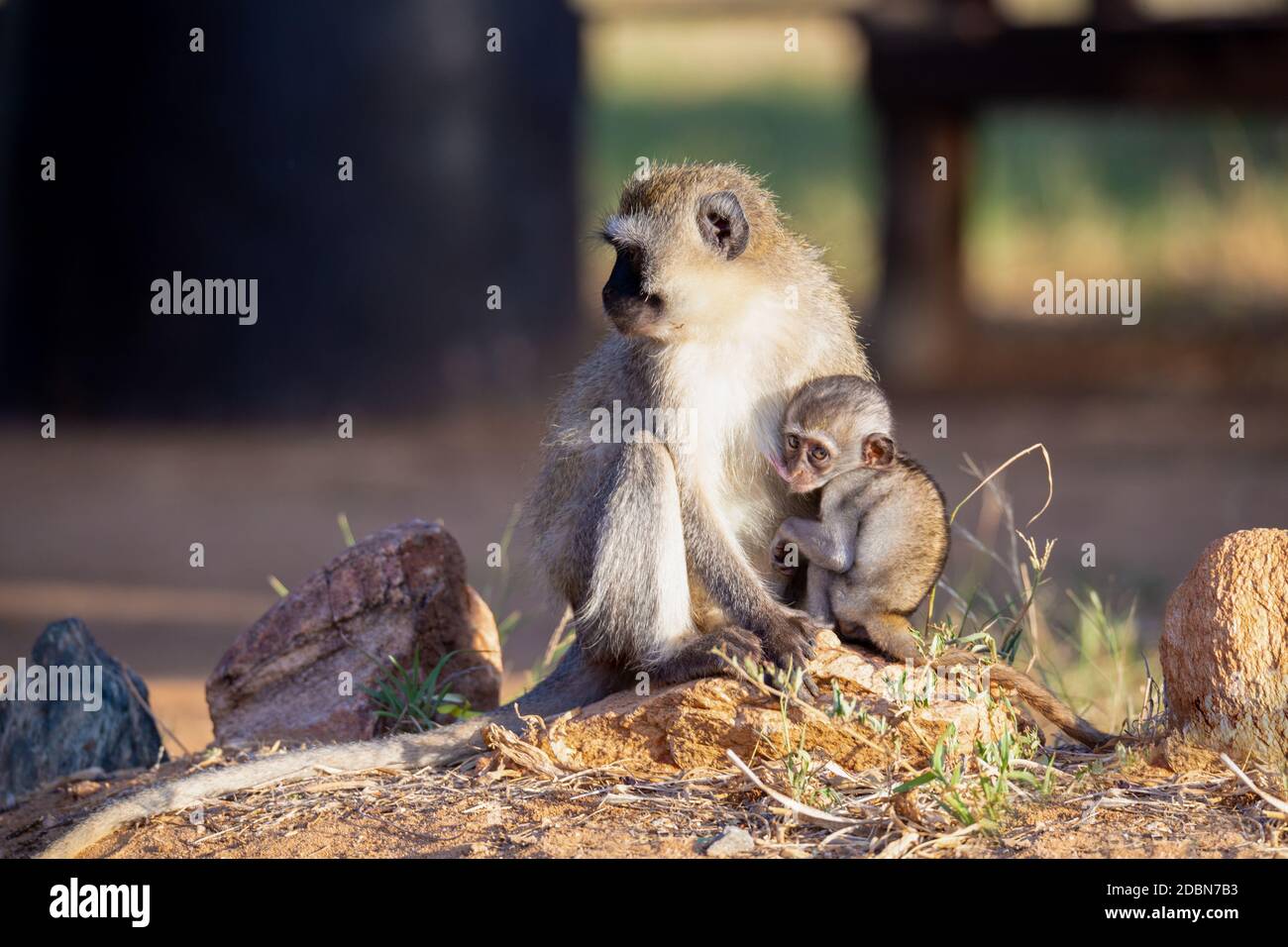 The monkey with a baby monkey in the arm Stock Photo - Alamy