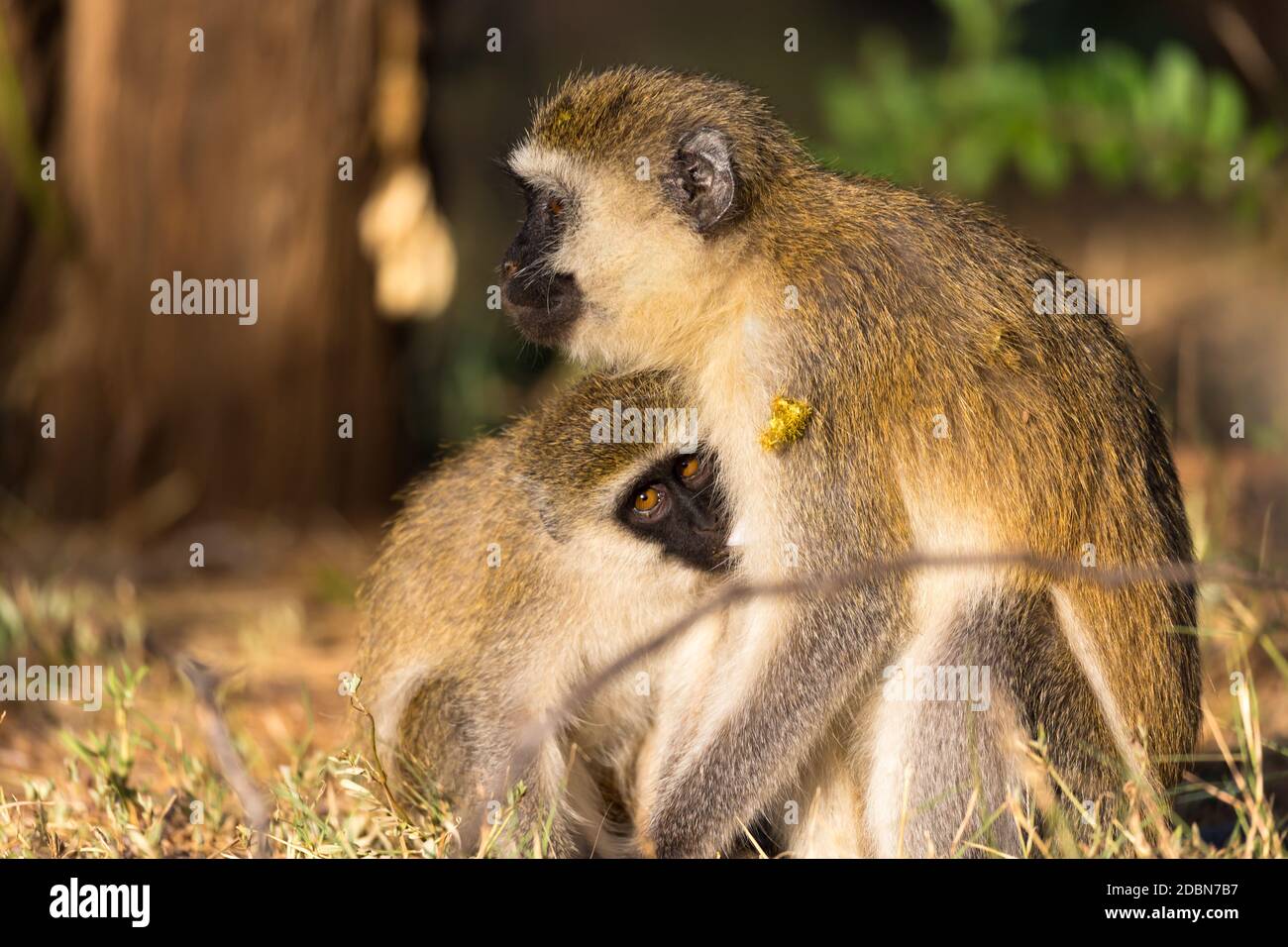 Hairy arms hi-res stock photography and images - Alamy
