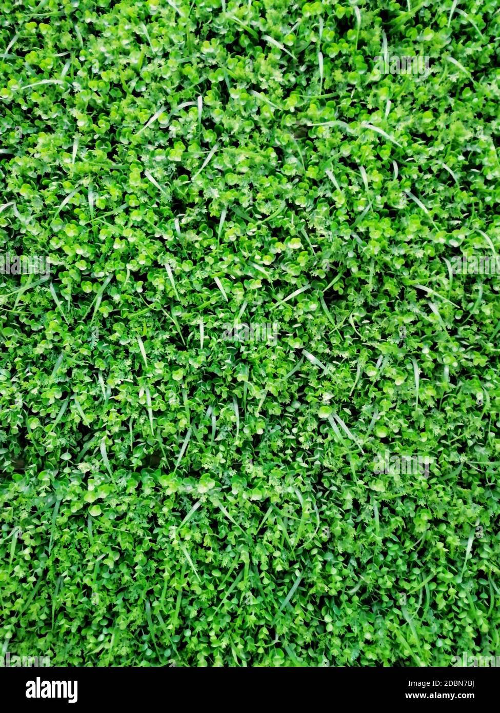 Natural green plants and bushes, leaves texture and background Stock ...