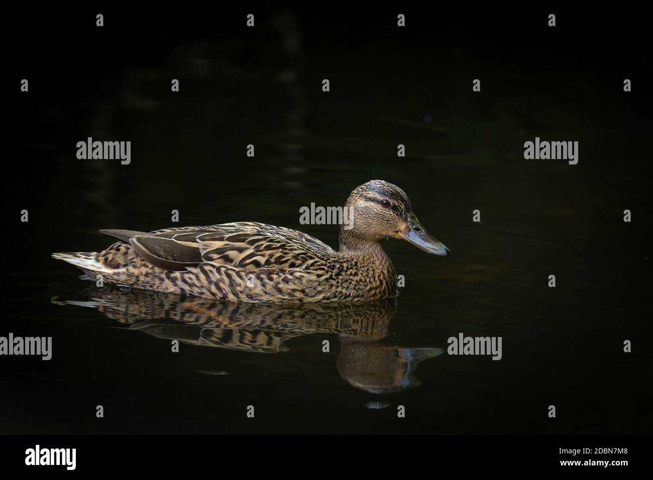 Lone female mallard duck floats on black water, lit only by sunlight ...