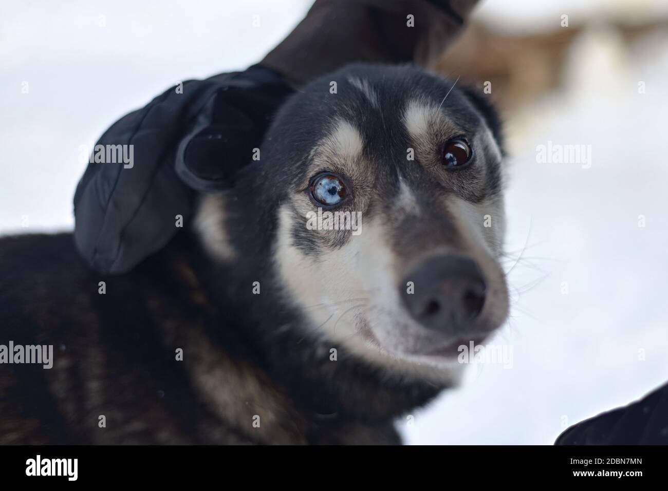 This black working husky is being petted and its strikingly beautiful ...