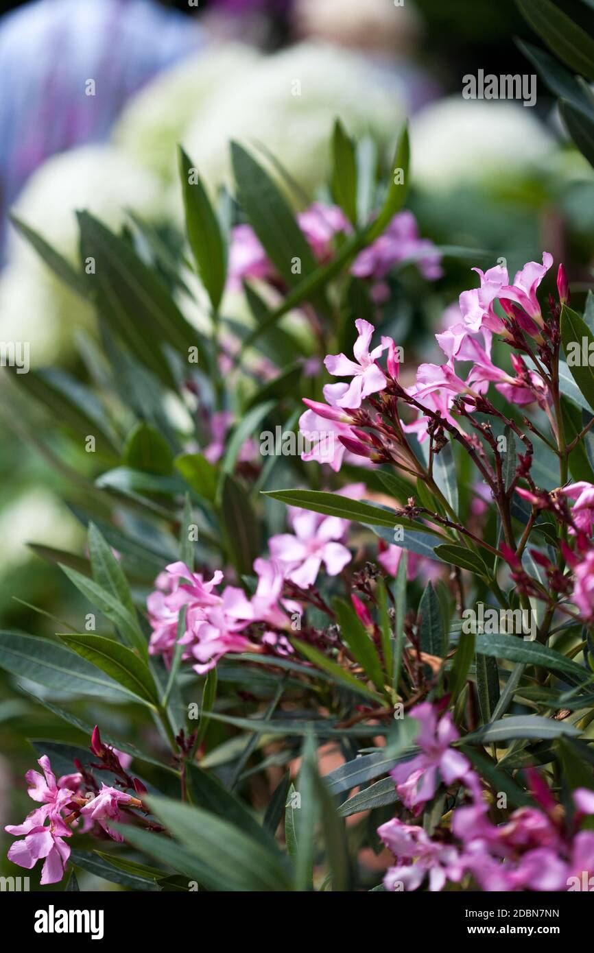 Oleander garden hi-res stock photography and images - Alamy