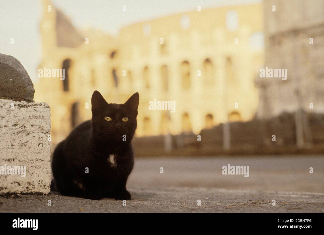 Stray cat street cat rome hi-res stock photography and images - Alamy