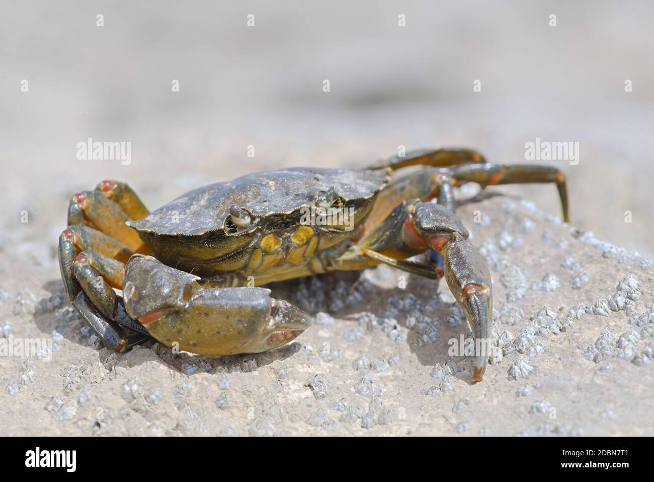 Barnacle legs hi-res stock photography and images - Alamy