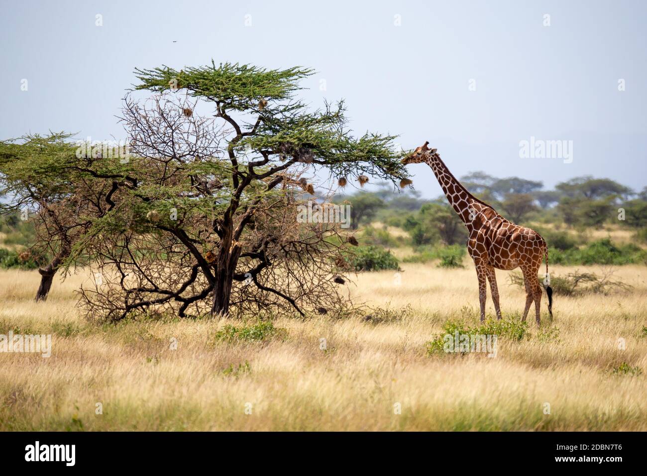 A Somalia giraffes eat the leaves of acacia trees Stock Photo - Alamy
