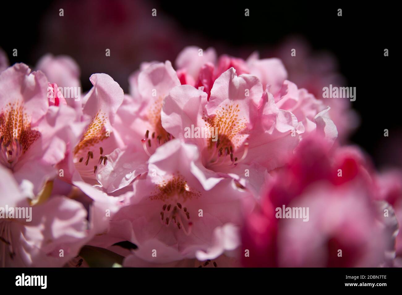 Blossom of rhododendron hi-res stock photography and images - Alamy
