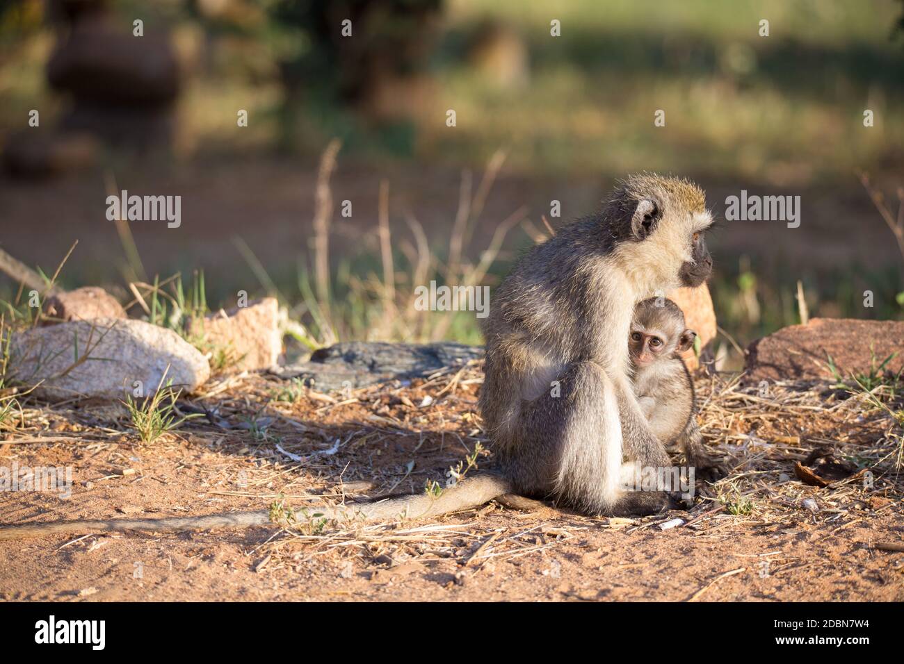 The monkey with a baby monkey in the arm Stock Photo - Alamy