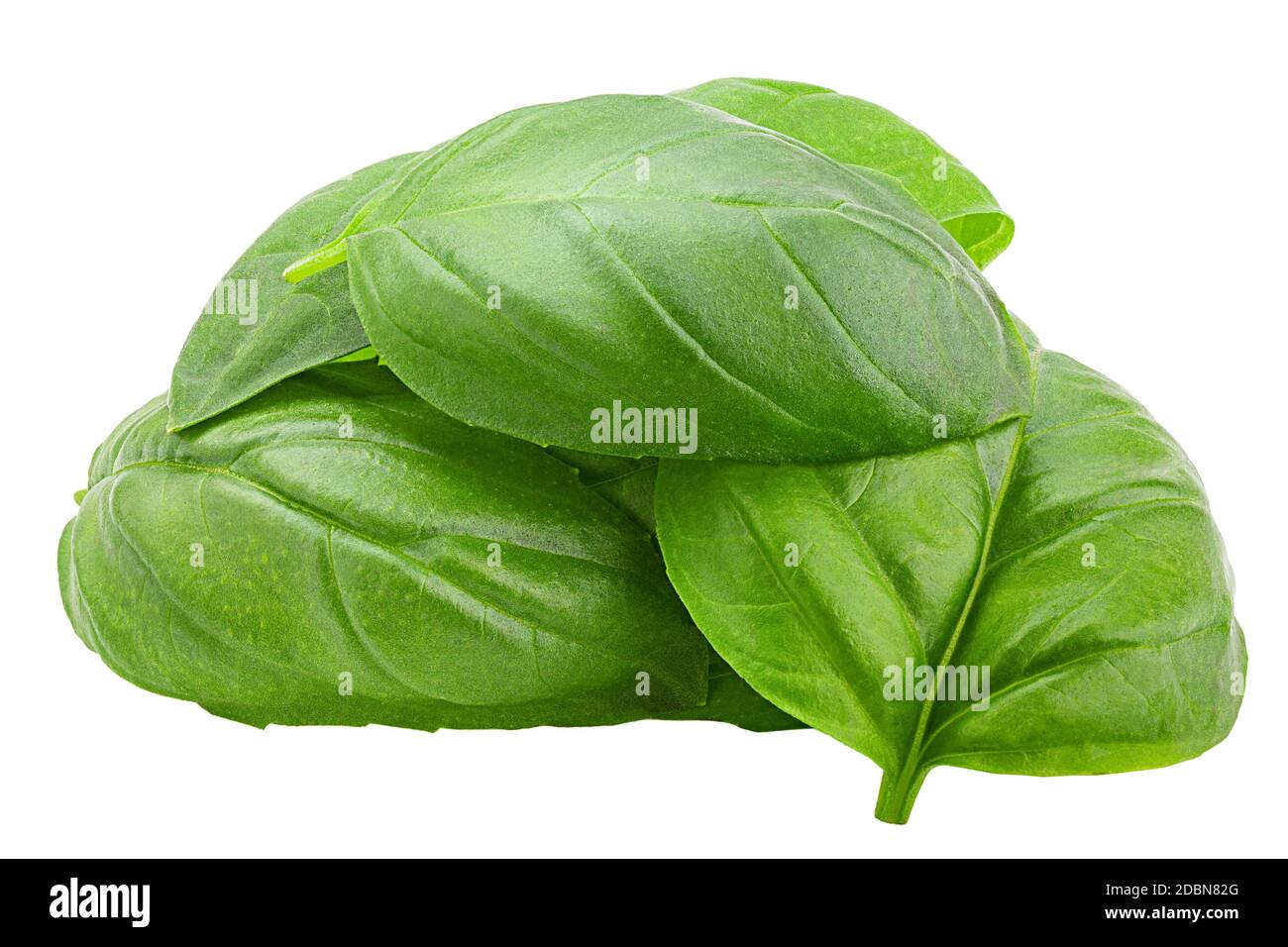 basil, isolated on white background, clipping path, full depth of field ...