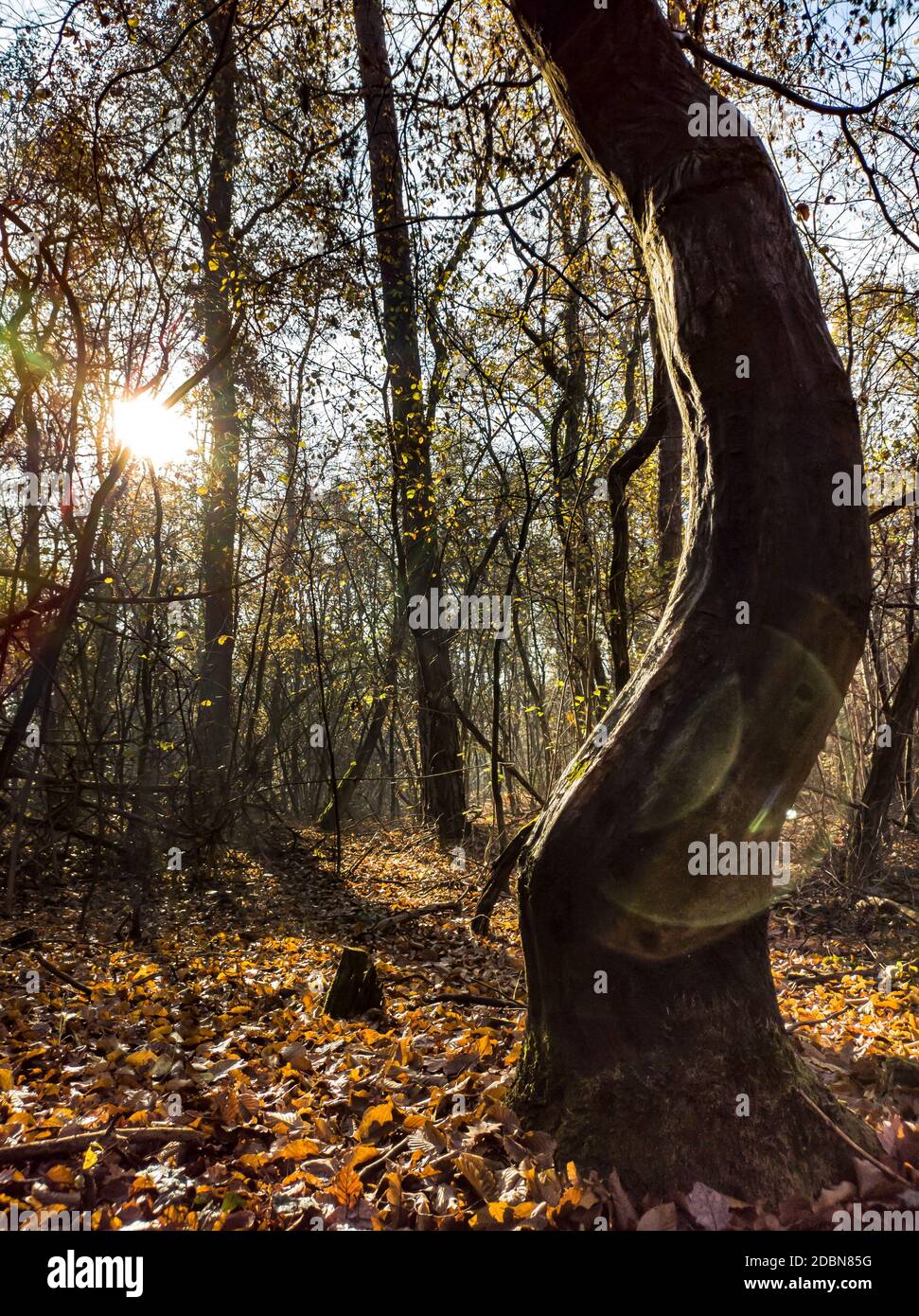 Morning light in a wood in autumn Stock Photo - Alamy