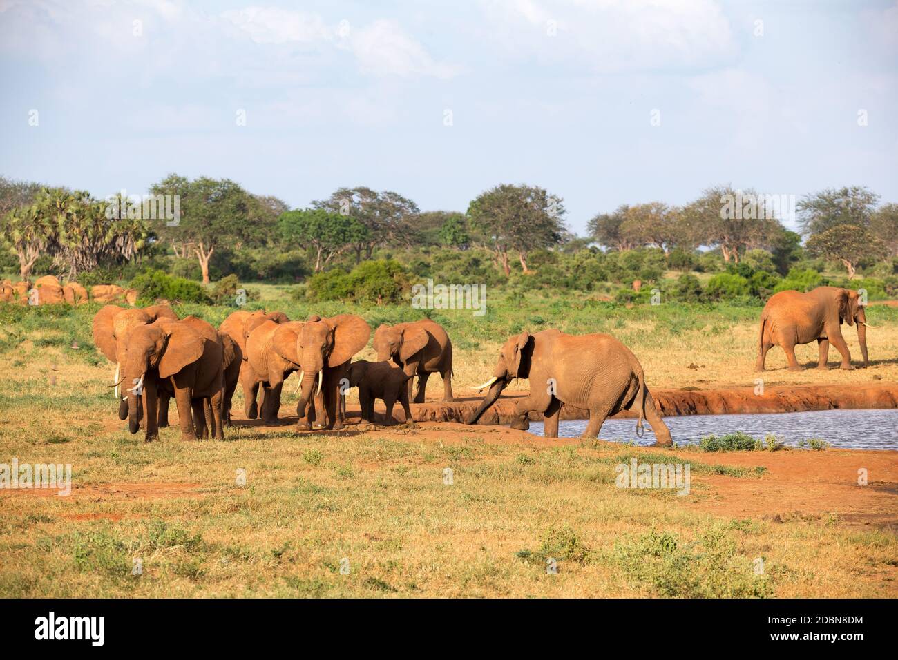 The family of red elephants at a water hole in the middle of the ...