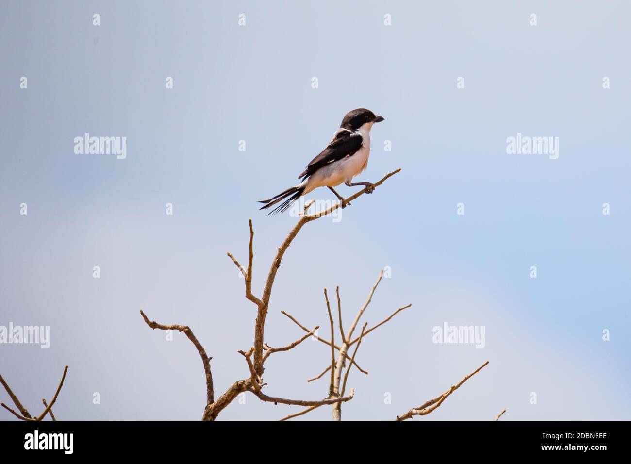 Native plants kenya hi-res stock photography and images - Alamy