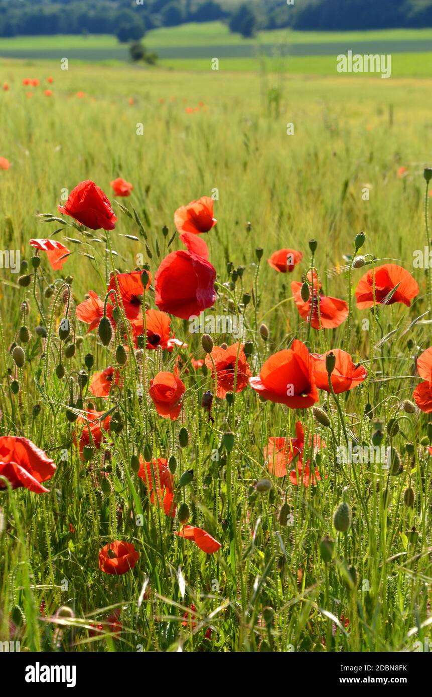 Edge field grass blooming hi-res stock photography and images - Alamy