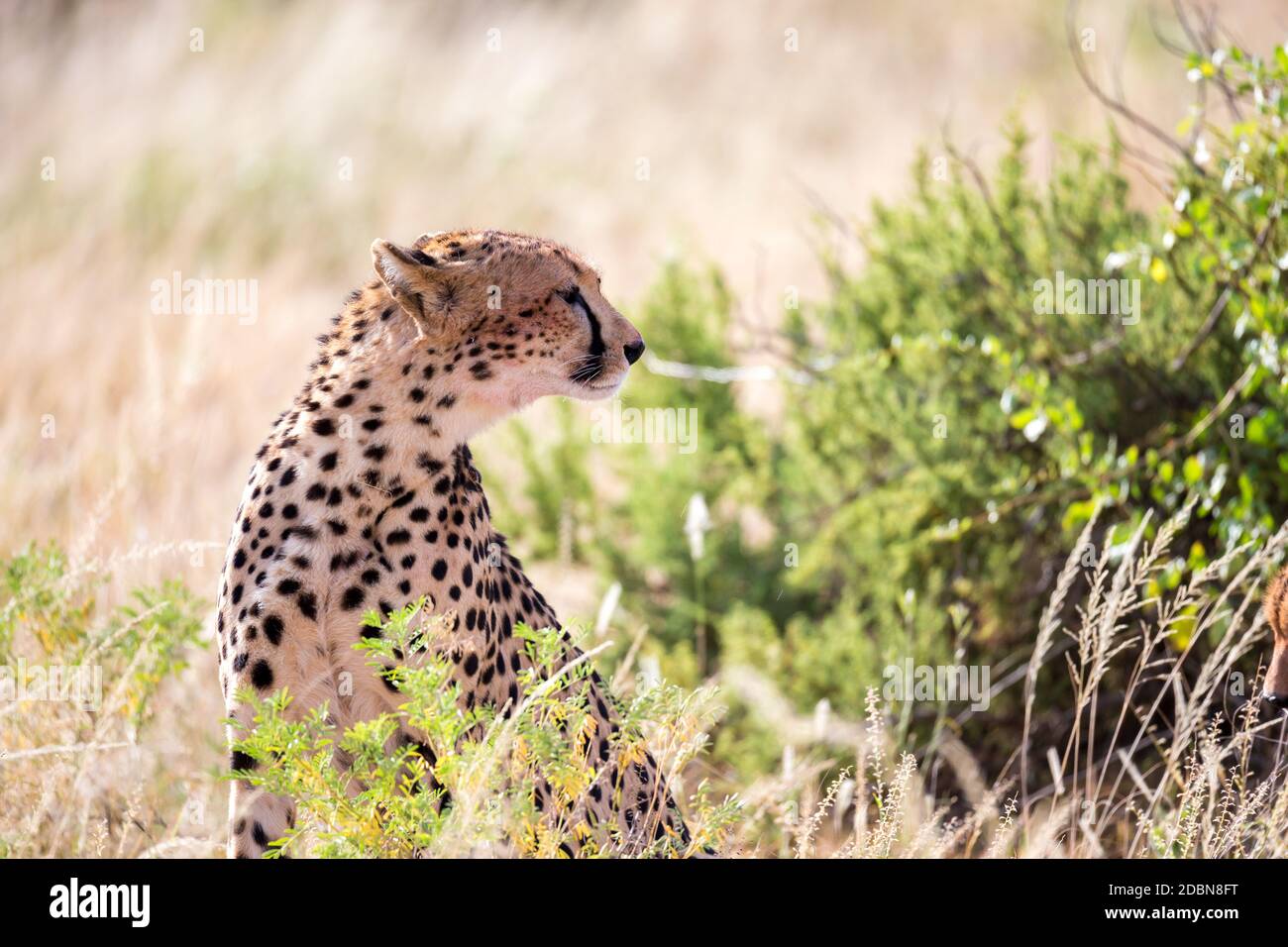 One cheetah in the grass landscape between the bushes Stock Photo - Alamy