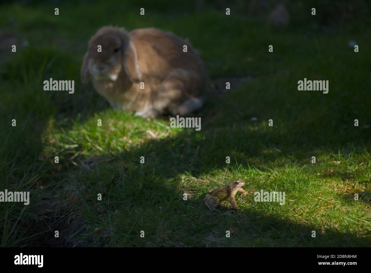 Lop ear hi-res stock photography and images - Alamy