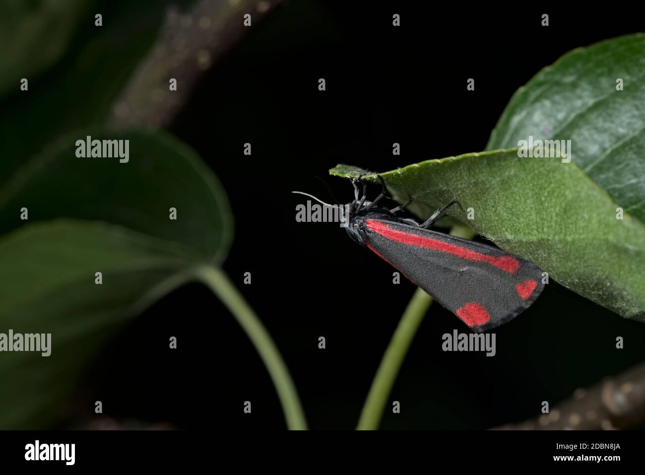 Bright red shines from the black wings of this cinnabar moth, visible ...
