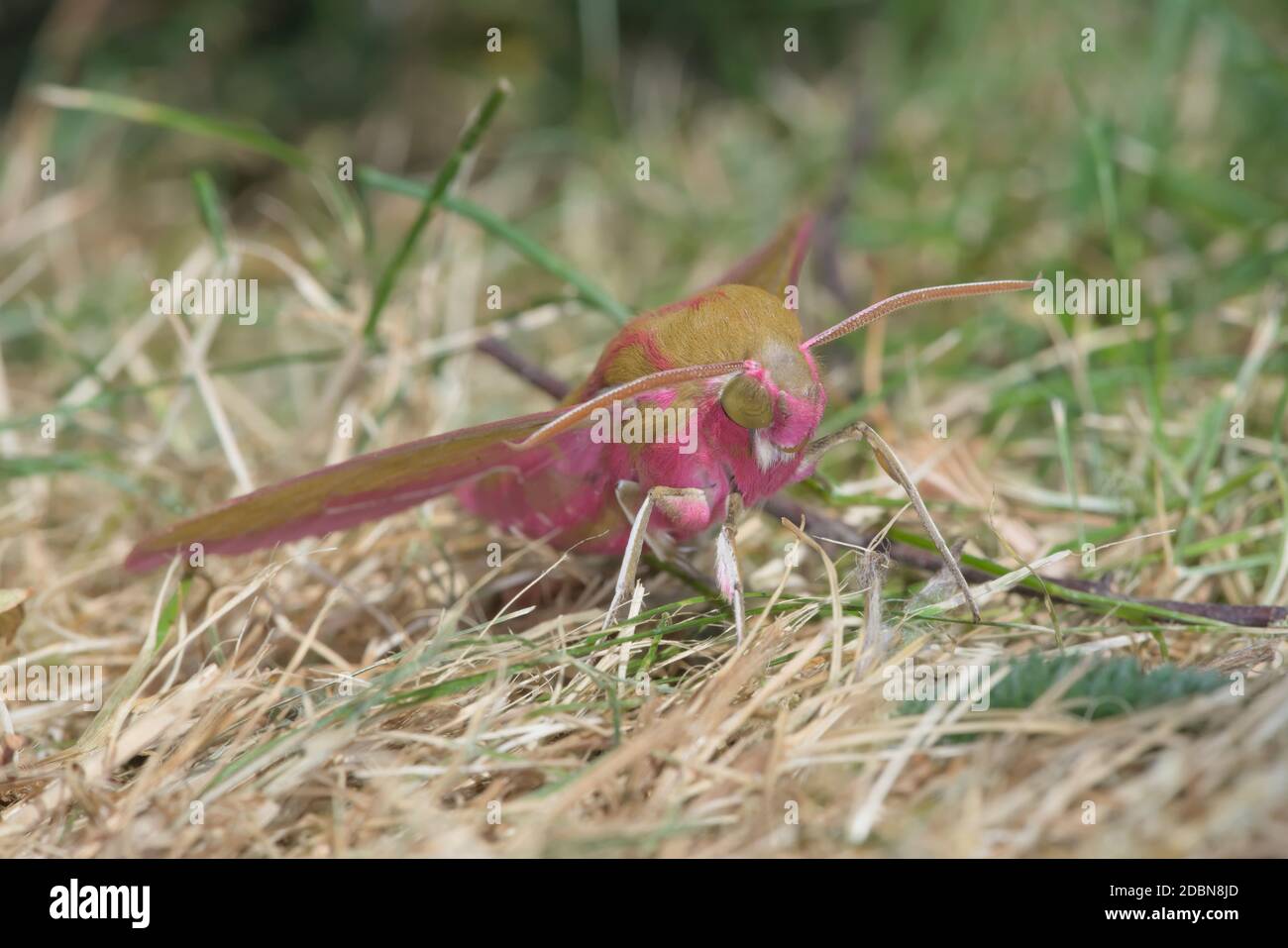 Front on low angle of a large pink and mustard elephant hawk moth on ...